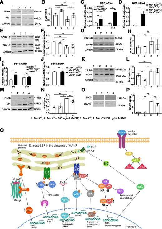 MANF Is Required for the Postnatal Expansion and Maintenance of ...