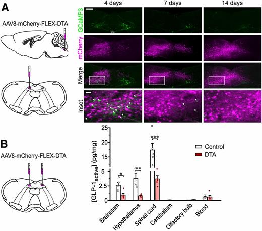 Preproglucagon Neurons in the Nucleus of the Solitary Tract Are the ...