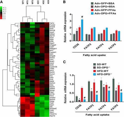 Osteoprotegerin Promotes Liver Steatosis by Targeting the ERK–PPAR-γ ...
