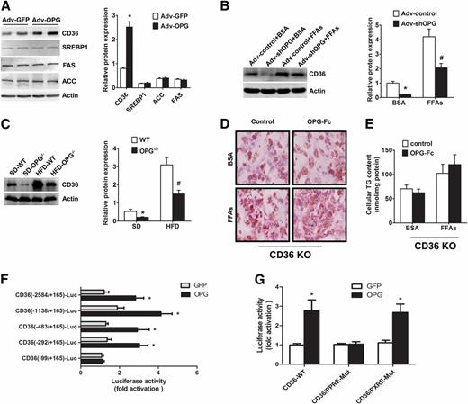 Osteoprotegerin Promotes Liver Steatosis by Targeting the ERK–PPAR-γ ...