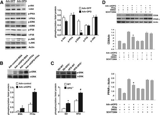 Osteoprotegerin Promotes Liver Steatosis by Targeting the ERK–PPAR-γ ...