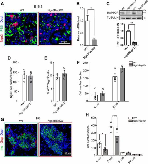 Dual Effect of Raptor on Neonatal β-Cell Proliferation and Identity ...