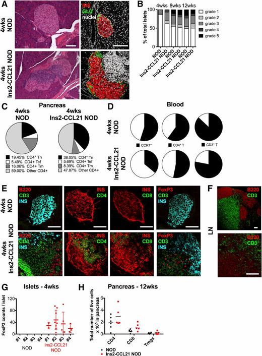 CCL21 Expression in β-Cells Induces Antigen-Expressing Stromal Cell ...