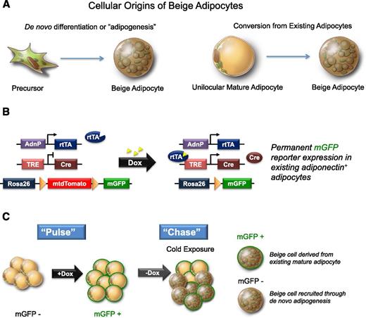 Cellular Origins of Beige Fat Cells Revisited | Diabetes | American ...