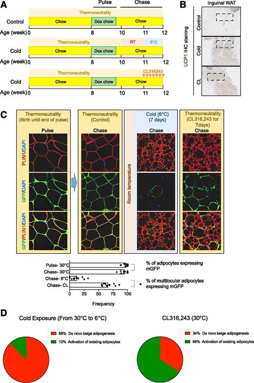 Cellular Origins of Beige Fat Cells Revisited | Diabetes | American ...