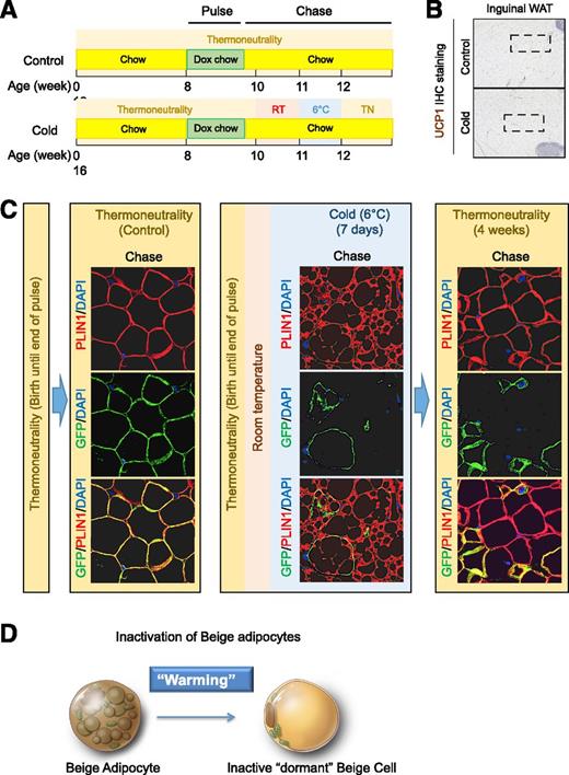 Cellular Origins of Beige Fat Cells Revisited | Diabetes | American ...