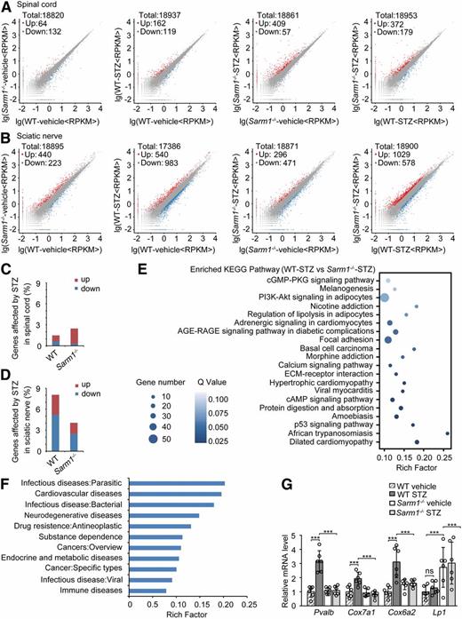 Sarm1 Gene Deficiency Attenuates Diabetic Peripheral Neuropathy in Mice ...
