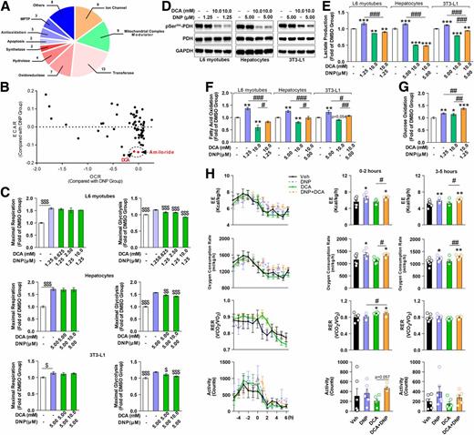 Mitochondrial Uncoupling Coordinated With PDH Activation Safely ...