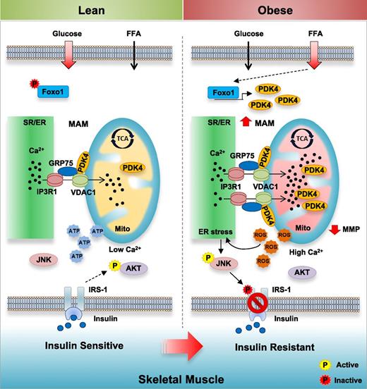 PDK4 Augments ER–Mitochondria Contact to Dampen Skeletal Muscle Insulin ...