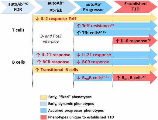 Dynamic Immune Phenotypes of B and T Helper Cells Mark Distinct Stages ...