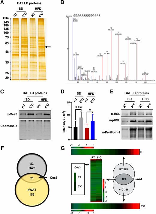 A Unique Role of Carboxylesterase 3 (Ces3) in β-Adrenergic Signaling ...