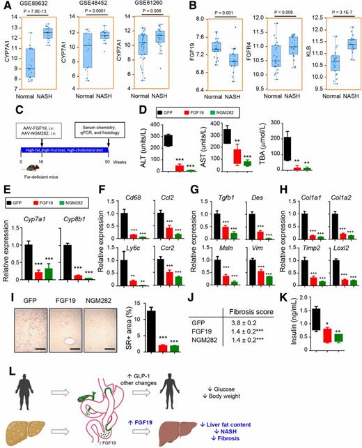 FGF19 Analog as a Surgical Factor Mimetic That Contributes to Metabolic ...