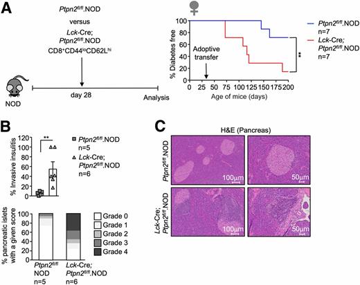 T-Cell–Specific PTPN2 Deficiency in NOD Mice Accelerates the ...