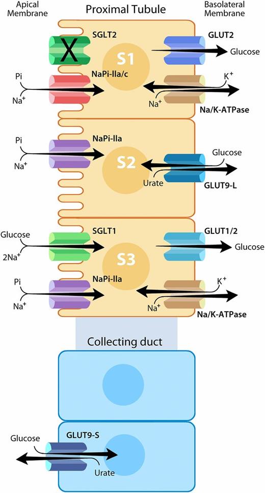 Sodium–Glucose Cotransporter 2 Inhibitors: A Case Study in ...