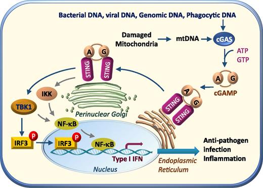 The cGAS-cGAMP-STING Pathway: A Molecular Link Between Immunity and ...