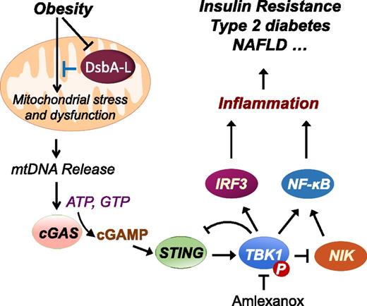 The cGAS-cGAMP-STING Pathway: A Molecular Link Between Immunity and ...