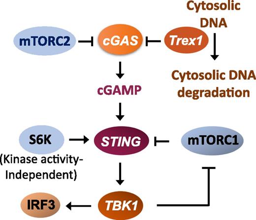 The cGAS-cGAMP-STING Pathway: A Molecular Link Between Immunity and ...