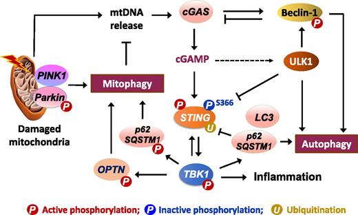The cGAS-cGAMP-STING Pathway: A Molecular Link Between Immunity and ...
