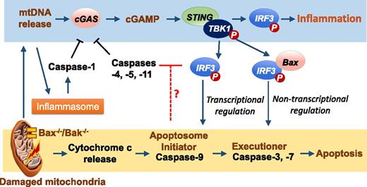 The cGAS-cGAMP-STING Pathway: A Molecular Link Between Immunity and ...