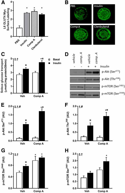 Modified UCN2 Peptide Acts as an Insulin Sensitizer in Skeletal Muscle ...