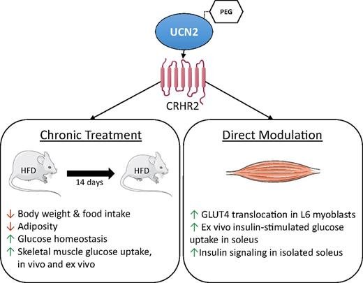 Modified UCN2 Peptide Acts as an Insulin Sensitizer in Skeletal Muscle ...