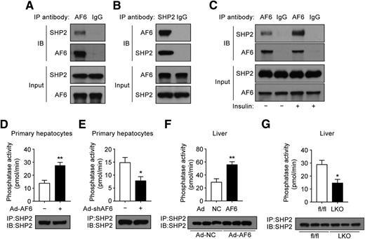 Polarity Protein AF6 Controls Hepatic Glucose Homeostasis and Insulin ...