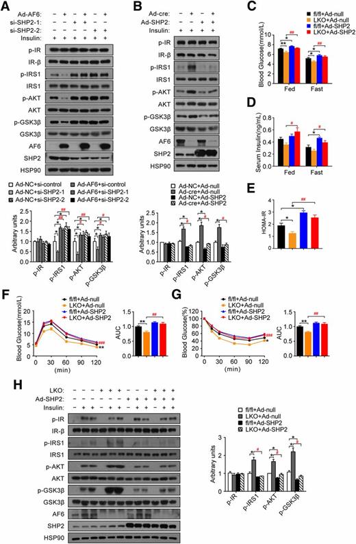 Polarity Protein AF6 Controls Hepatic Glucose Homeostasis and Insulin ...