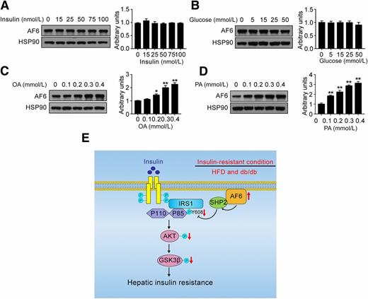 Polarity Protein AF6 Controls Hepatic Glucose Homeostasis and Insulin ...