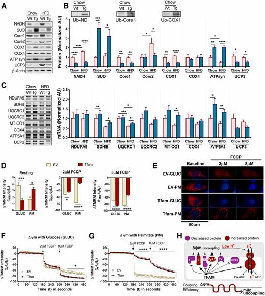TFAM Enhances Fat Oxidation and Attenuates High-Fat Diet–Induced ...