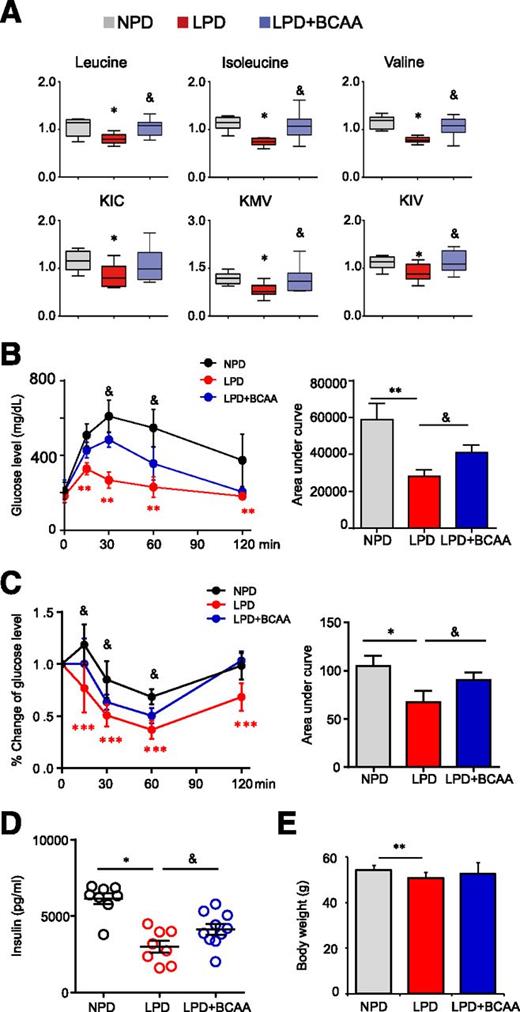 Targeting BCAA Catabolism to Treat Obesity-Associated Insulin ...