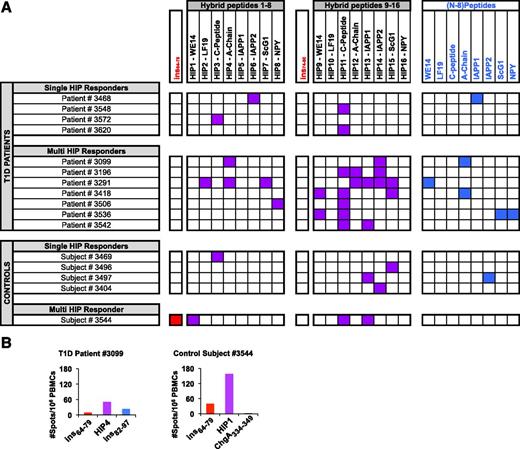 Hybrid Insulin Peptides Are Autoantigens in Type 1 Diabetes | Diabetes ...