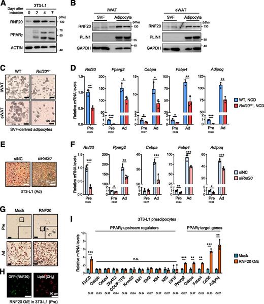 RNF20 Functions as a Transcriptional Coactivator for PPARγ by Promoting ...