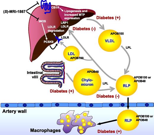 A New Treatment Strategy for Diabetic Dyslipidemia? | Diabetes ...