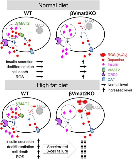 VMAT2 Safeguards β-Cells Against Dopamine Cytotoxicity Under High-Fat ...