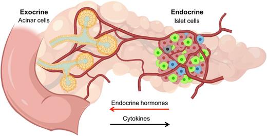 Implications of Integrated Pancreatic Microcirculation: Crosstalk ...
