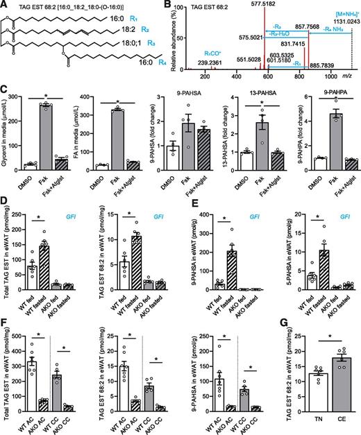 Lipokine 5-PAHSA Is Regulated by Adipose Triglyceride Lipase and Primes ...