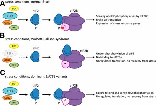 De Novo Mutations in EIF2B1 Affecting eIF2 Signaling Cause Neonatal ...