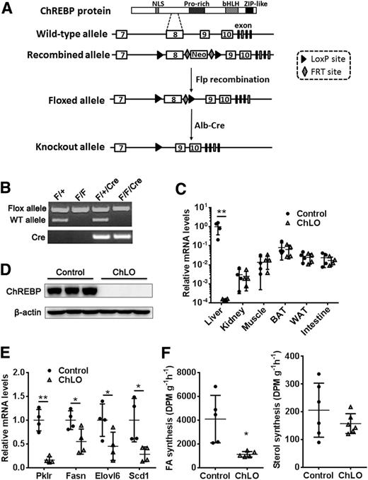 Liver ChREBP Protects Against Fructose-Induced Glycogenic ...