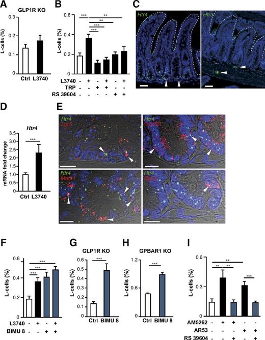 L-Cell Differentiation Is Induced by Bile Acids Through GPBAR1 and ...