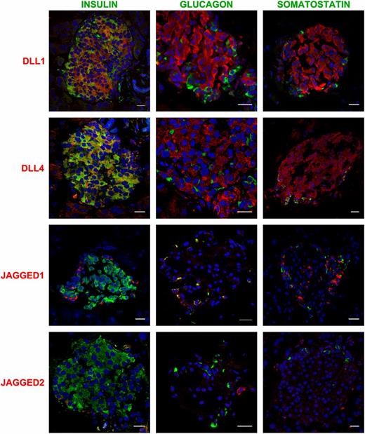DLL1- and DLL4-Mediated Notch Signaling Is Essential for Adult ...