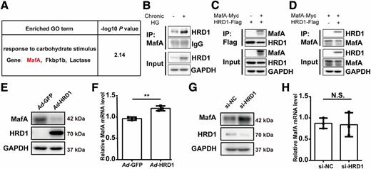 HRD1, an Important Player in Pancreatic β-Cell Failure and Therapeutic ...