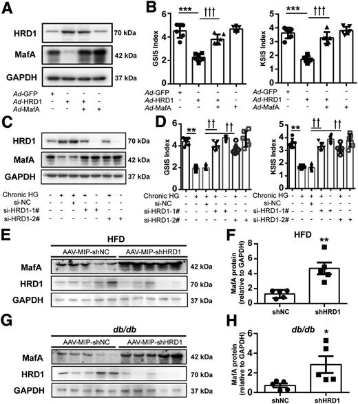 HRD1, an Important Player in Pancreatic β-Cell Failure and Therapeutic ...