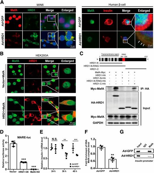 HRD1, an Important Player in Pancreatic β-Cell Failure and Therapeutic ...