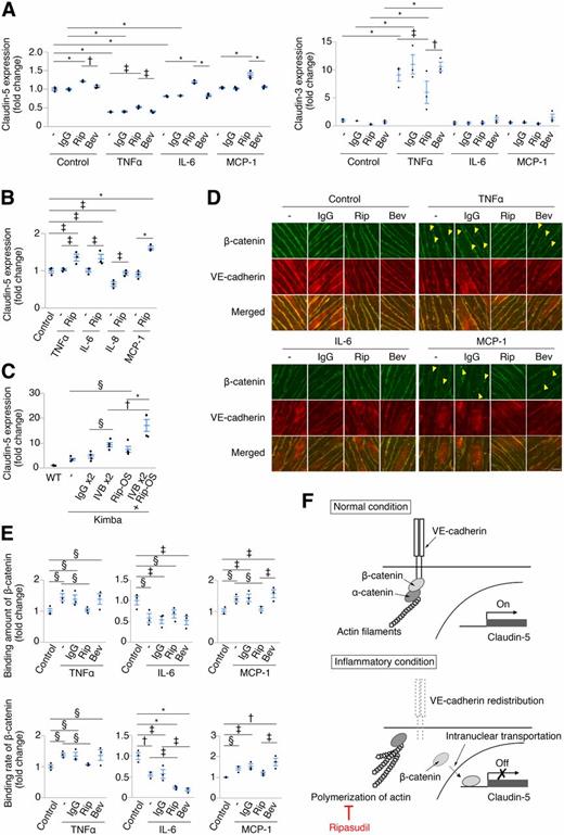 Claudin-5 Redistribution Induced by Inflammation Leads to Anti-VEGF ...