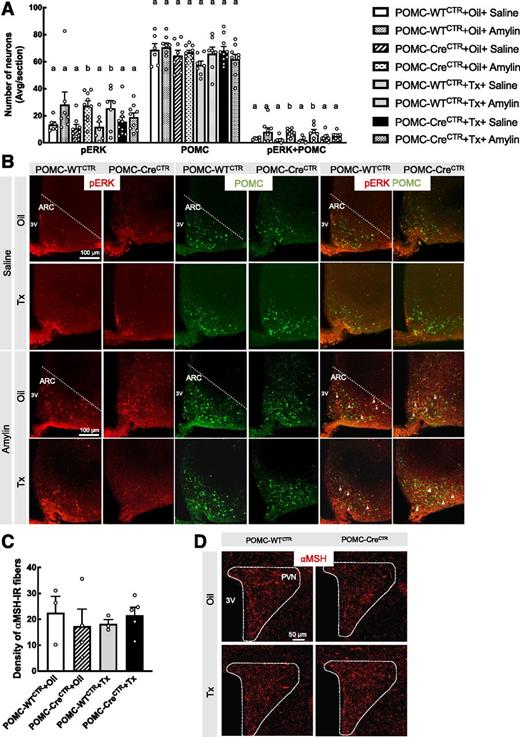 Amylin/Calcitonin Receptor–Mediated Signaling in POMC Neurons ...