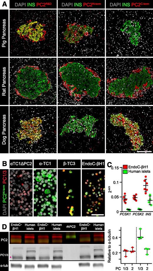 Revisiting Proinsulin Processing: Evidence That Human β-Cells Process ...