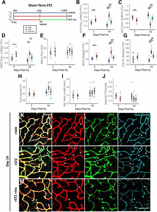 Pericyte Bridges in Homeostasis and Hyperglycemia | Diabetes | American ...