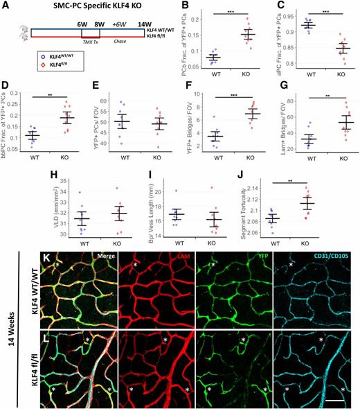Pericyte Bridges in Homeostasis and Hyperglycemia | Diabetes | American ...