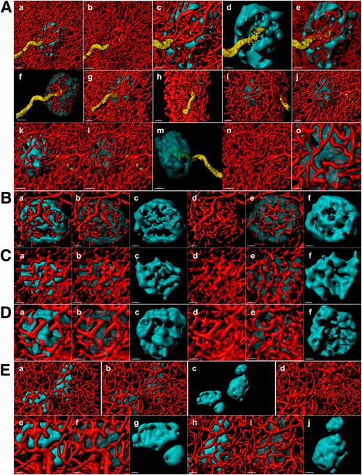 Integrated Pancreatic Blood Flow: Bidirectional Microcirculation ...