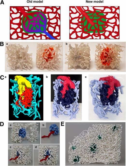 Integrated Pancreatic Blood Flow: Bidirectional Microcirculation ...